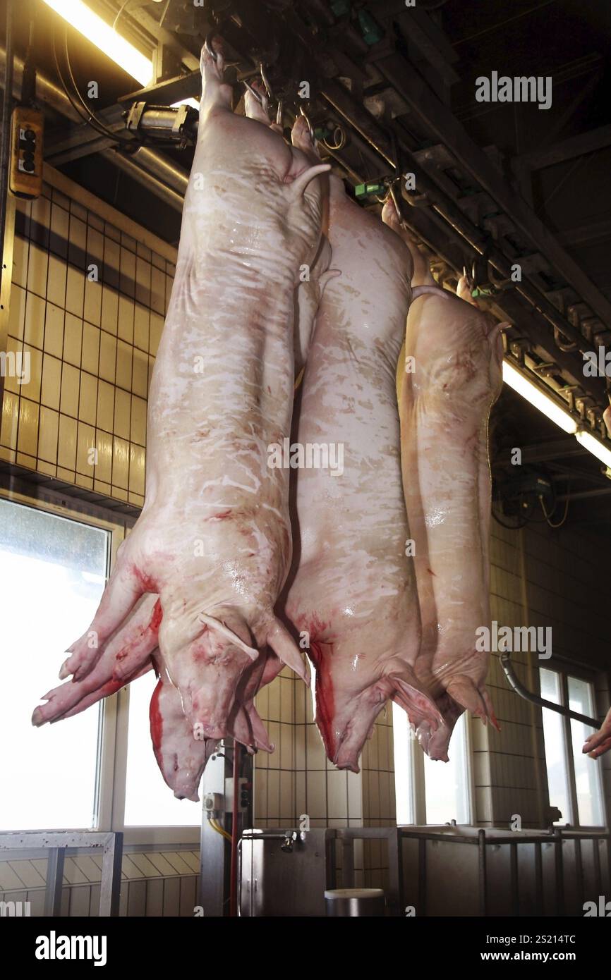 Slaughtered pigs hang from the ceiling in a slaughterhouse. Austria ...