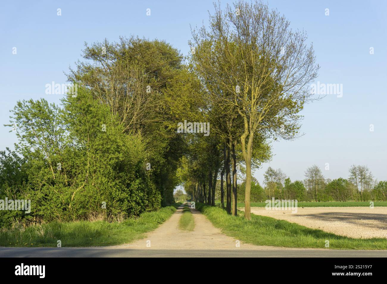 Landscape in Springtime at the Duemmer lake in Germany with beautiful ...
