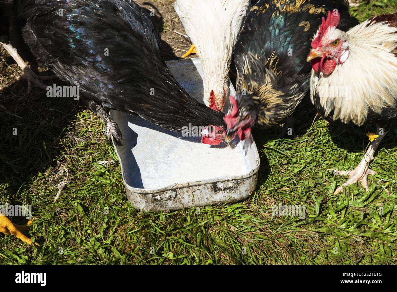 Free-range chickens, symbolic photo for organic farming and species ...