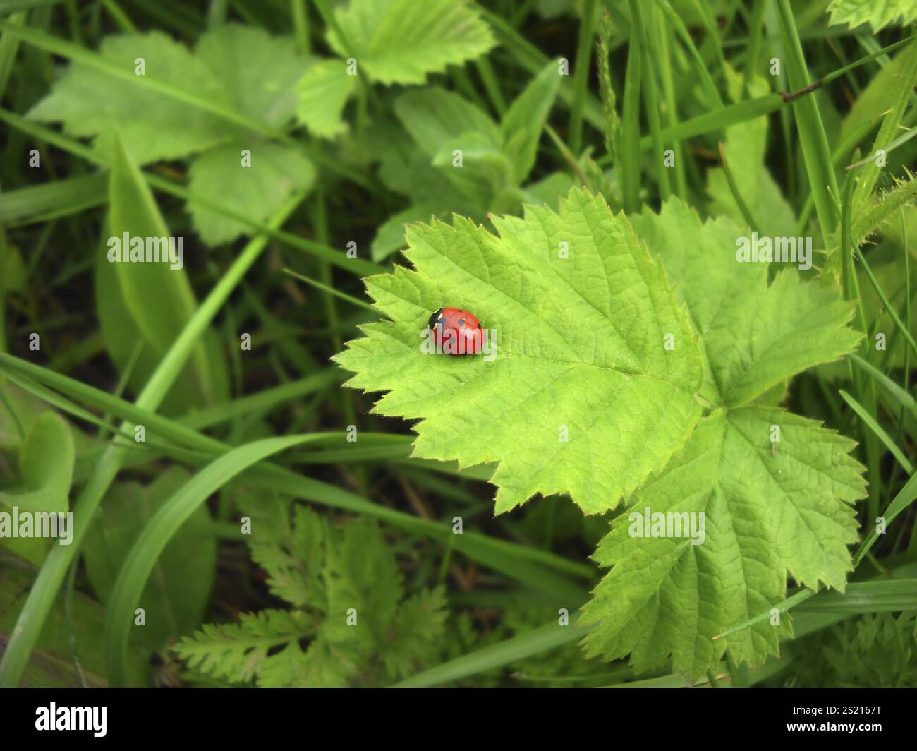 Ladybird on green leaf over natural grass background Stock Photo - Alamy