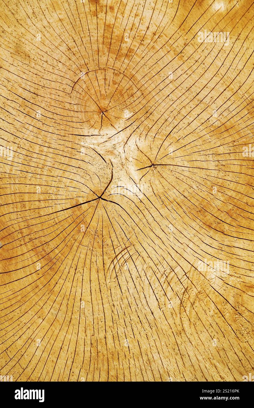 The annual rings of a tree disc on a cut tree trunk Austria Stock Photo ...