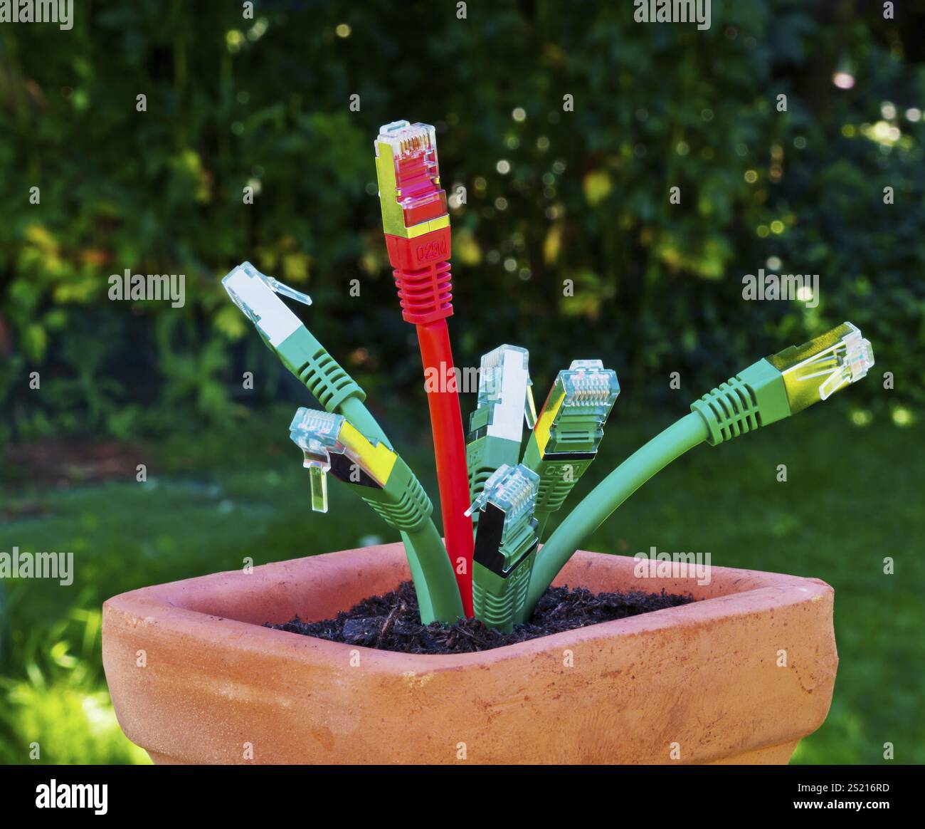 Various network cables in a flower pot. Symbolising broadband and ...