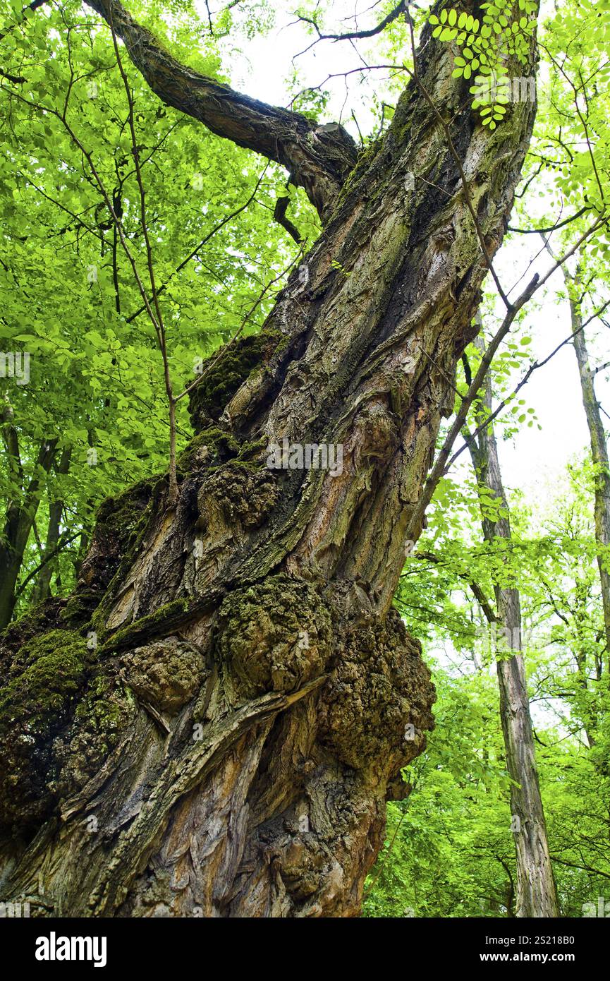 The trunk and bark of an old tree, symbolic photo for Alter Austria ...