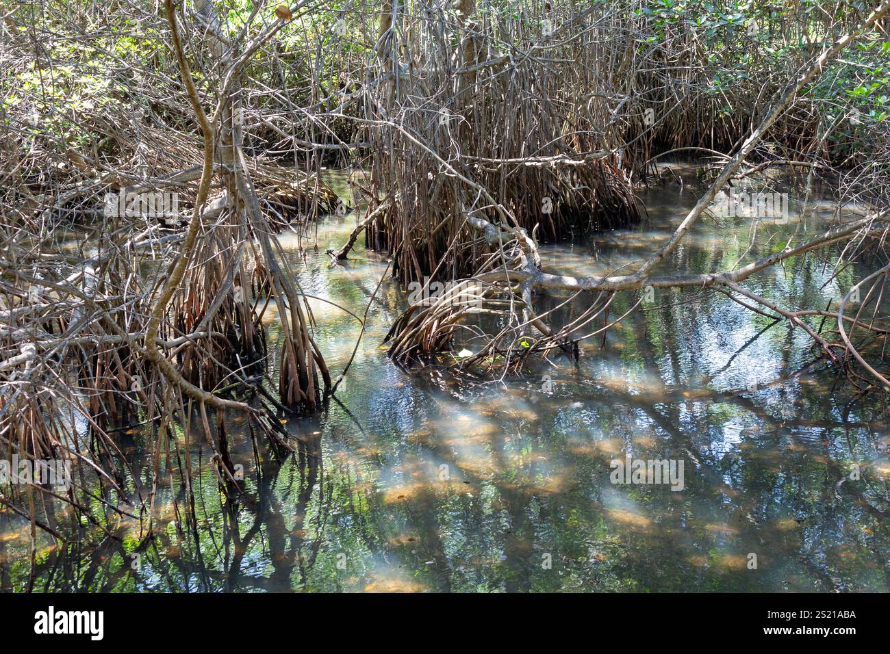 swamp area with mangroves in Florida, USA Stock Photo - Alamy