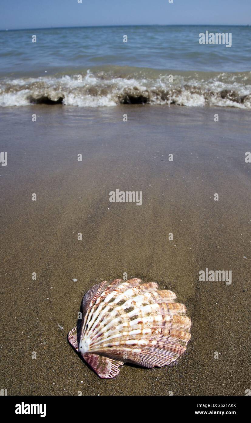 A shell lies on the sandy beach next to the sea. A nice reminder of the ...