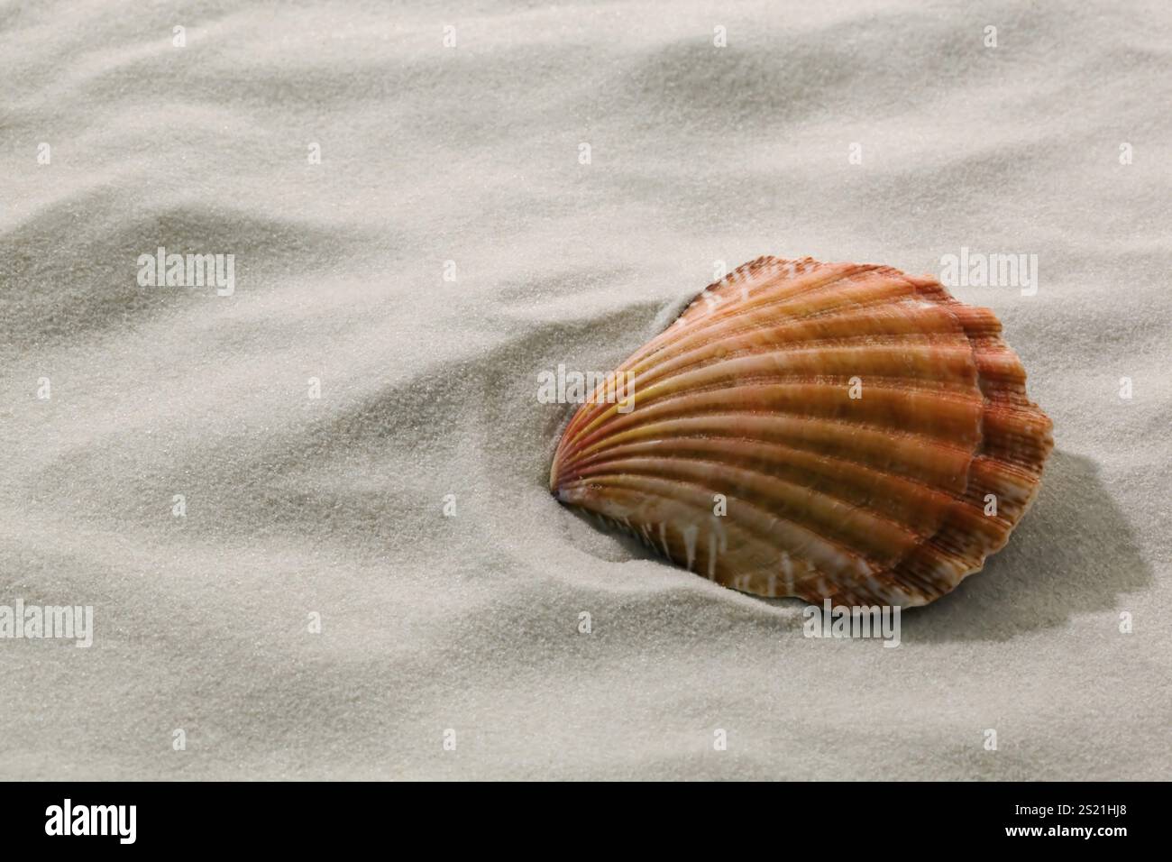 A shell lies in the sand on the beach. Holidays and holidays by the sea ...
