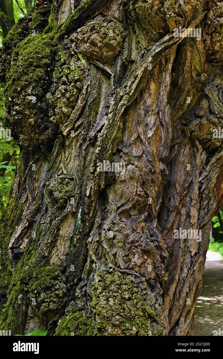 The trunk and bark of an old tree, symbolic photo for Alter Austria ...