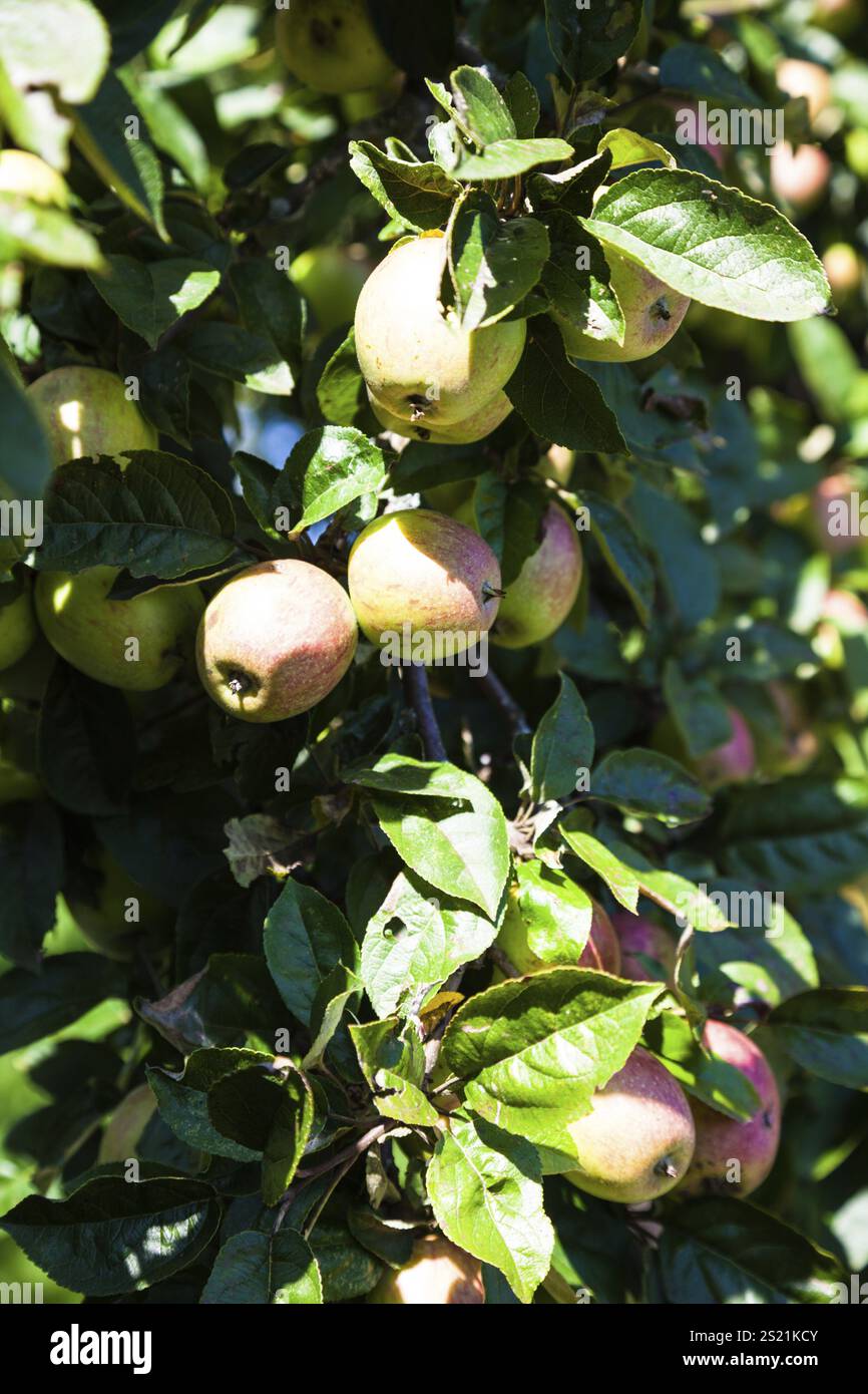Harvest season fruit hi-res stock photography and images - Alamy