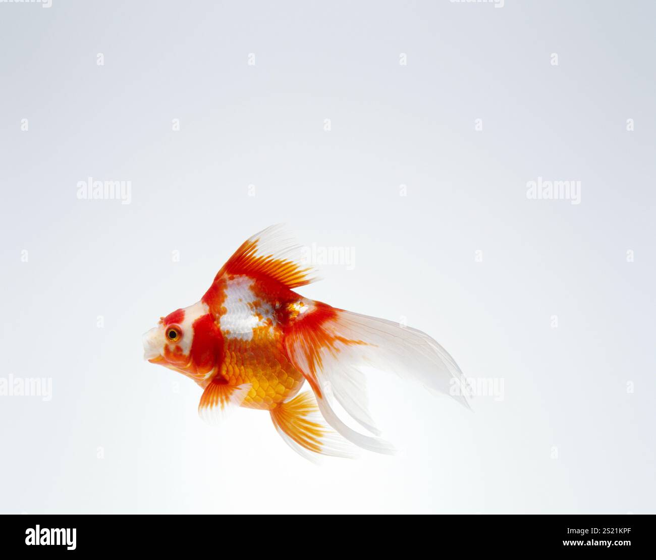 Ryukin hi-res stock photography and images - Alamy