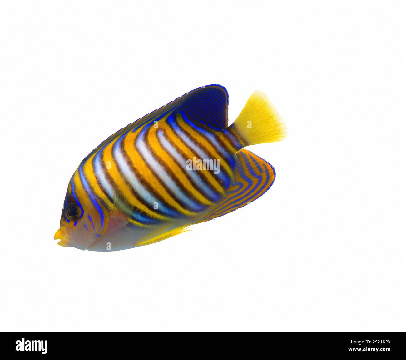 Royal fish Cut Out Stock Images & Pictures - Alamy