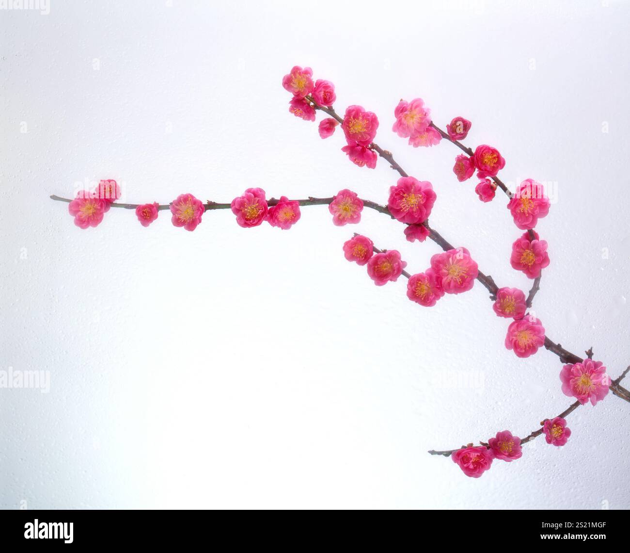 Four prunus branches hi-res stock photography and images - Alamy