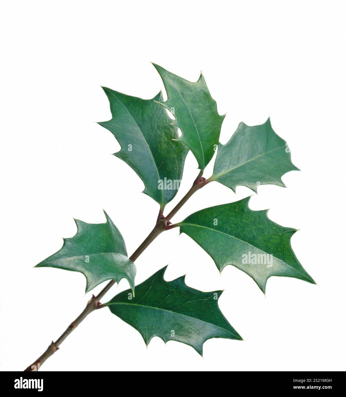 Parts of leaves Cut Out Stock Images & Pictures - Alamy
