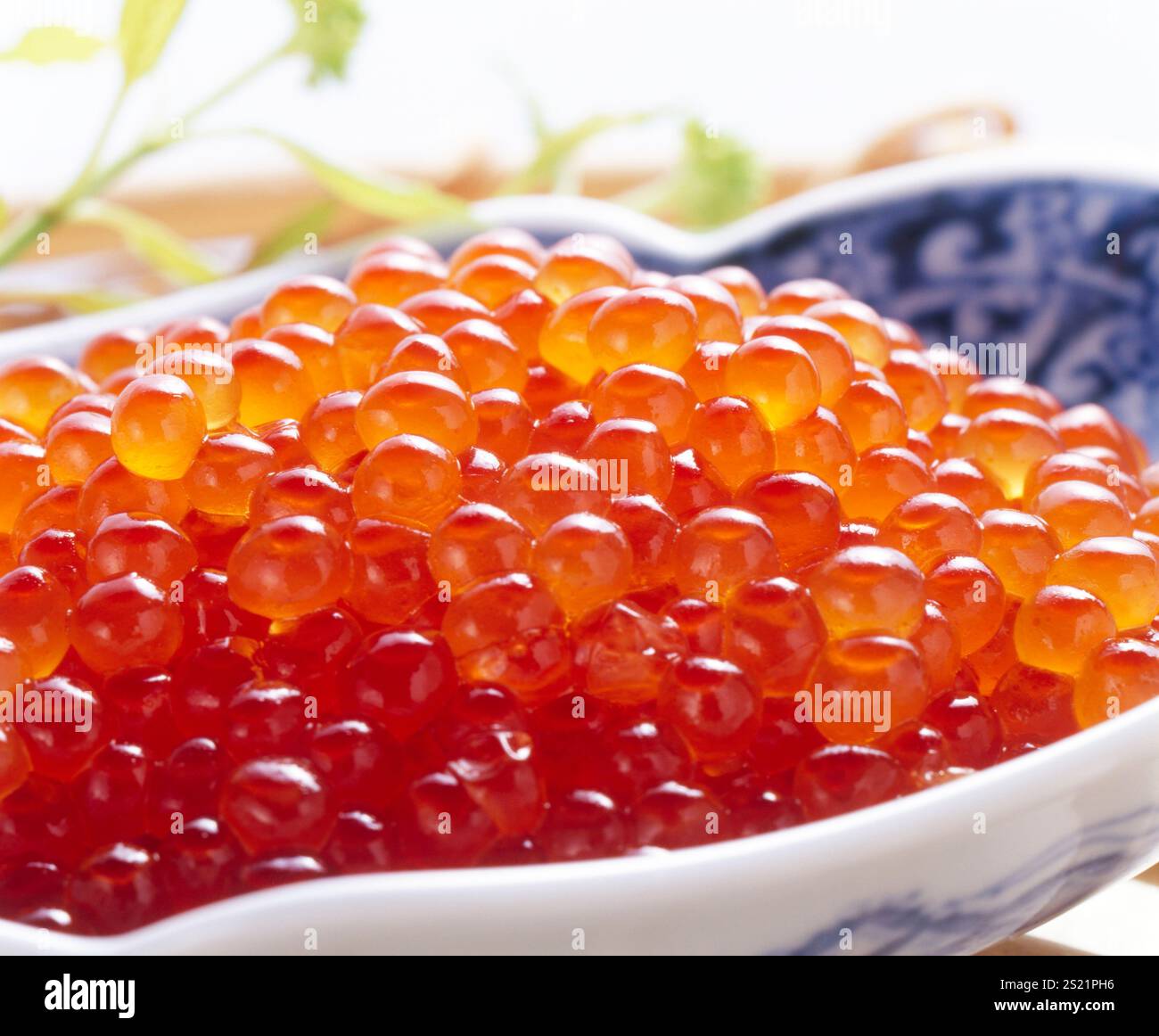 Angle fish seafood salmon hi-res stock photography and images - Alamy