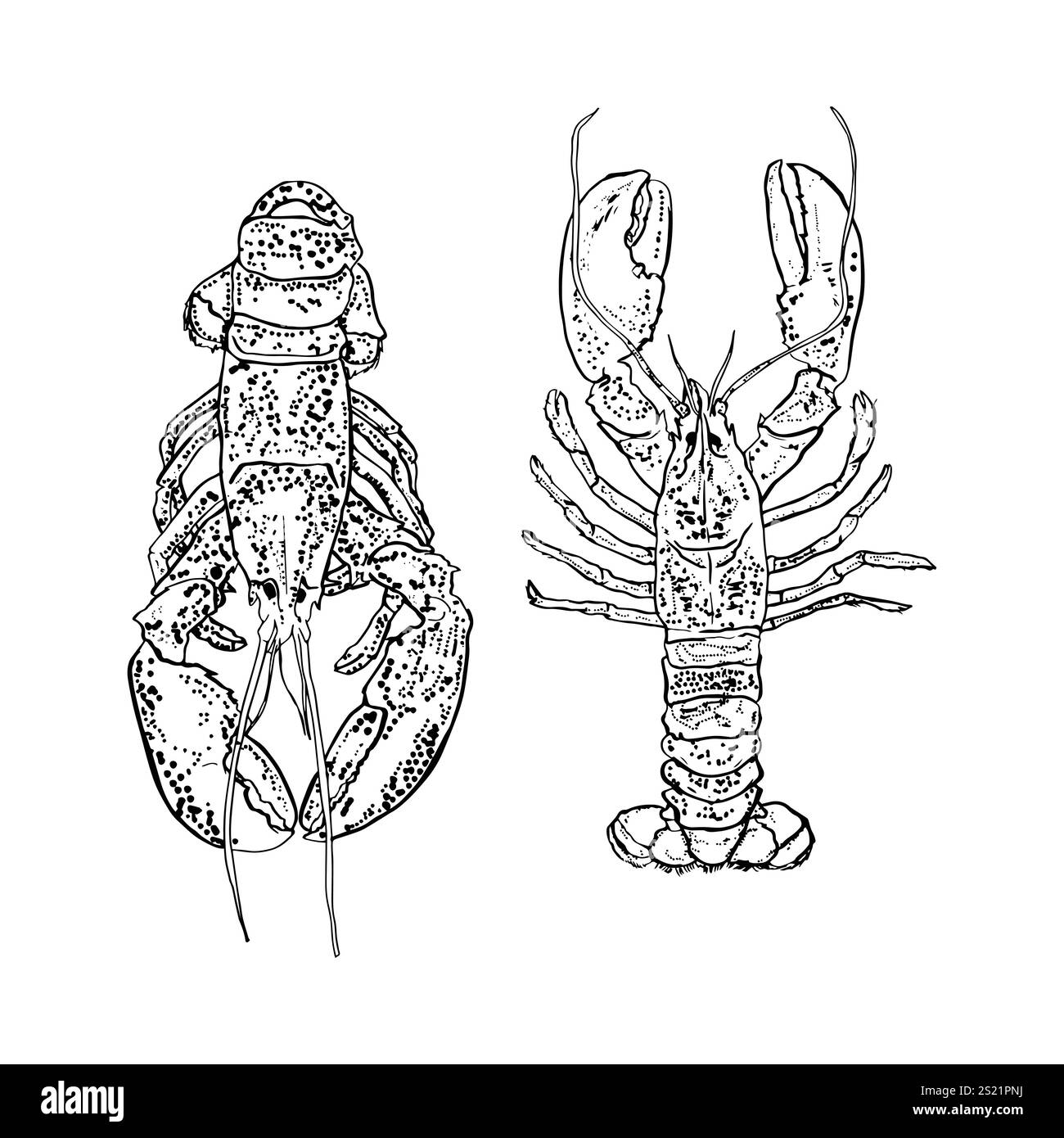 A sleek and elegant lobster line art . Perfect for use in logos ...