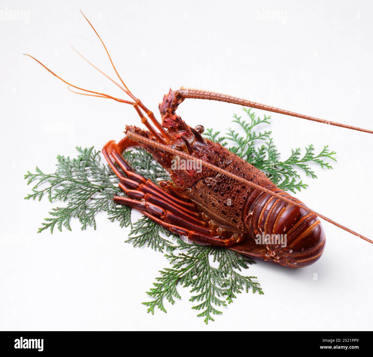 Ise shrimp hi-res stock photography and images - Alamy