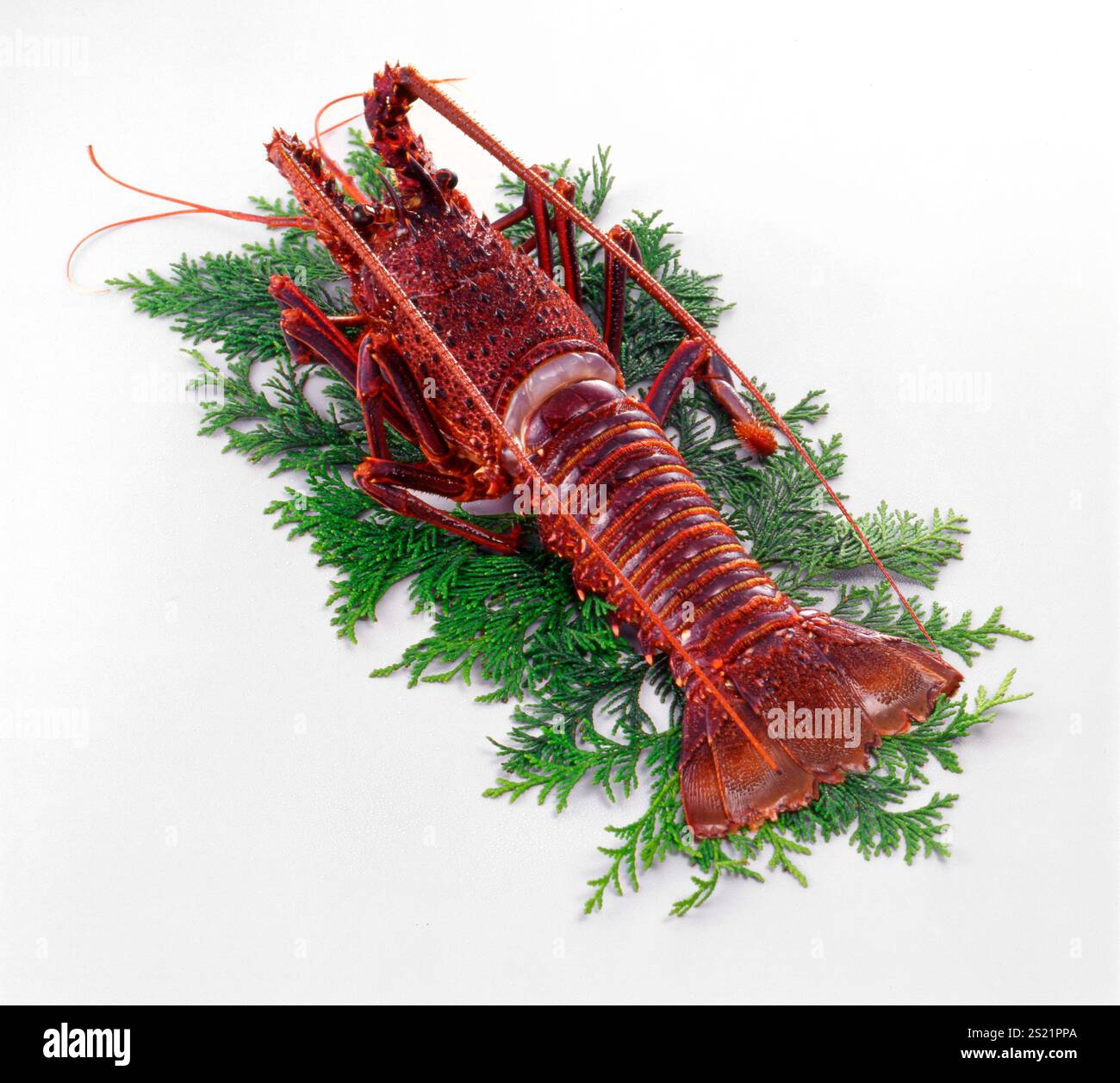Lobster back hi-res stock photography and images - Alamy