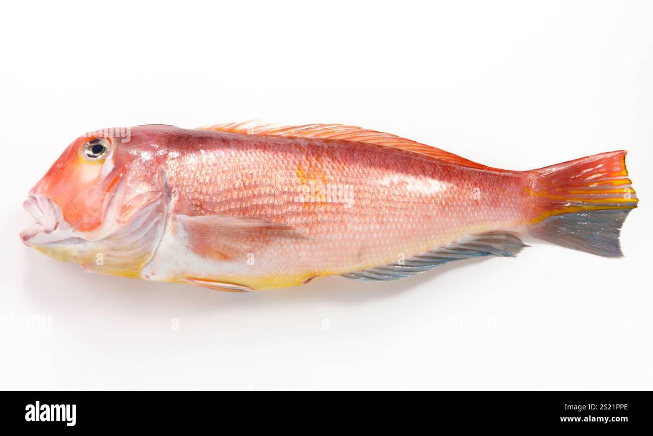 Sweet sea hi-res stock photography and images - Alamy