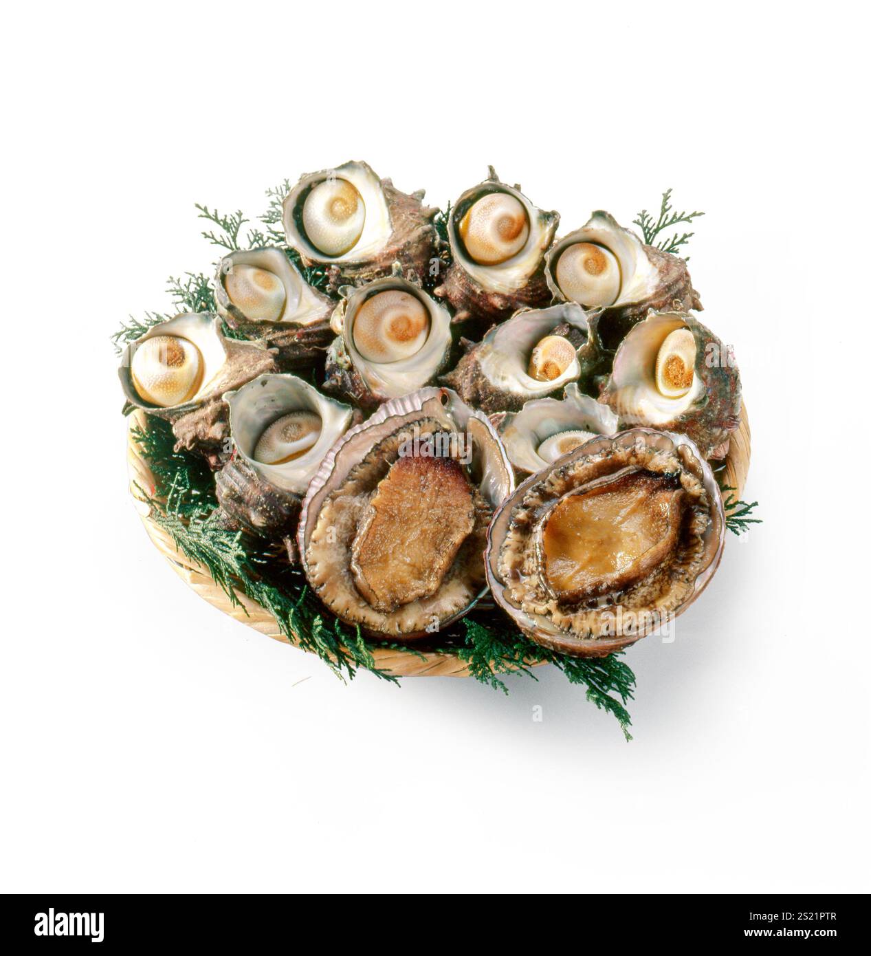 Abalone and turban shell Stock Photo - Alamy