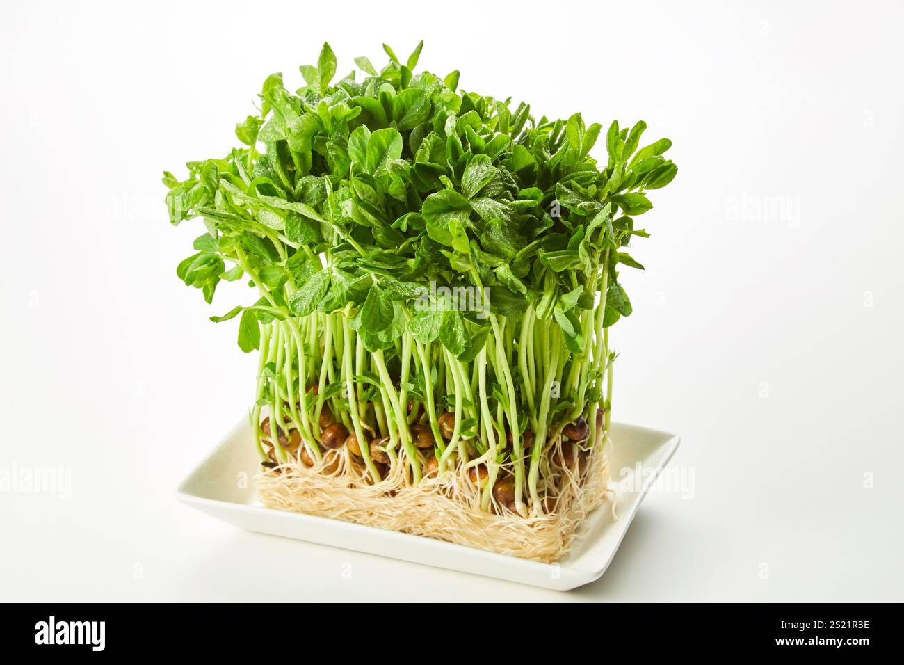 Bean seedlings (pea sprouts Stock Photo - Alamy