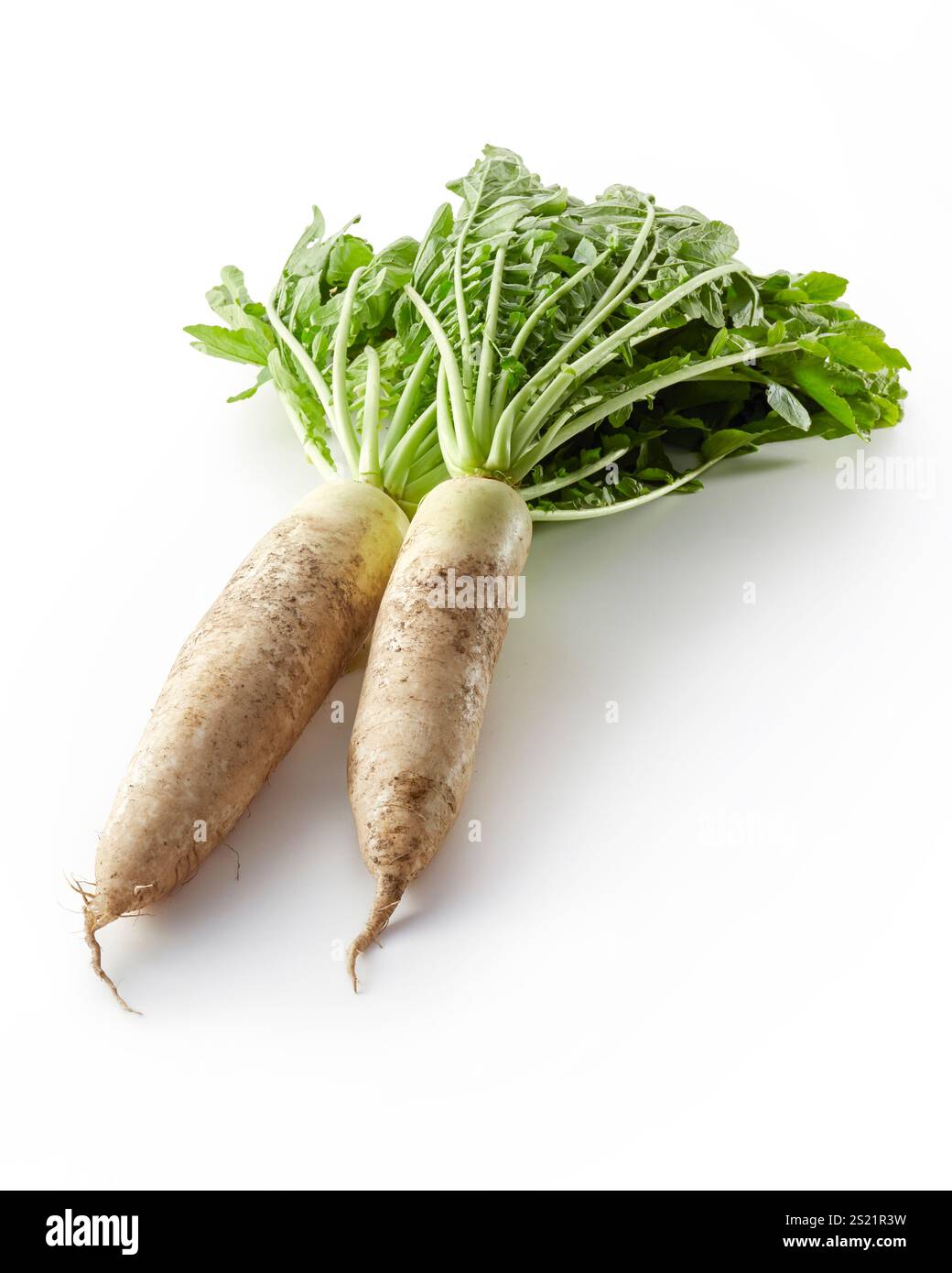 Freshly caught green neck radish (skip back, shadow iki Stock Photo - Alamy