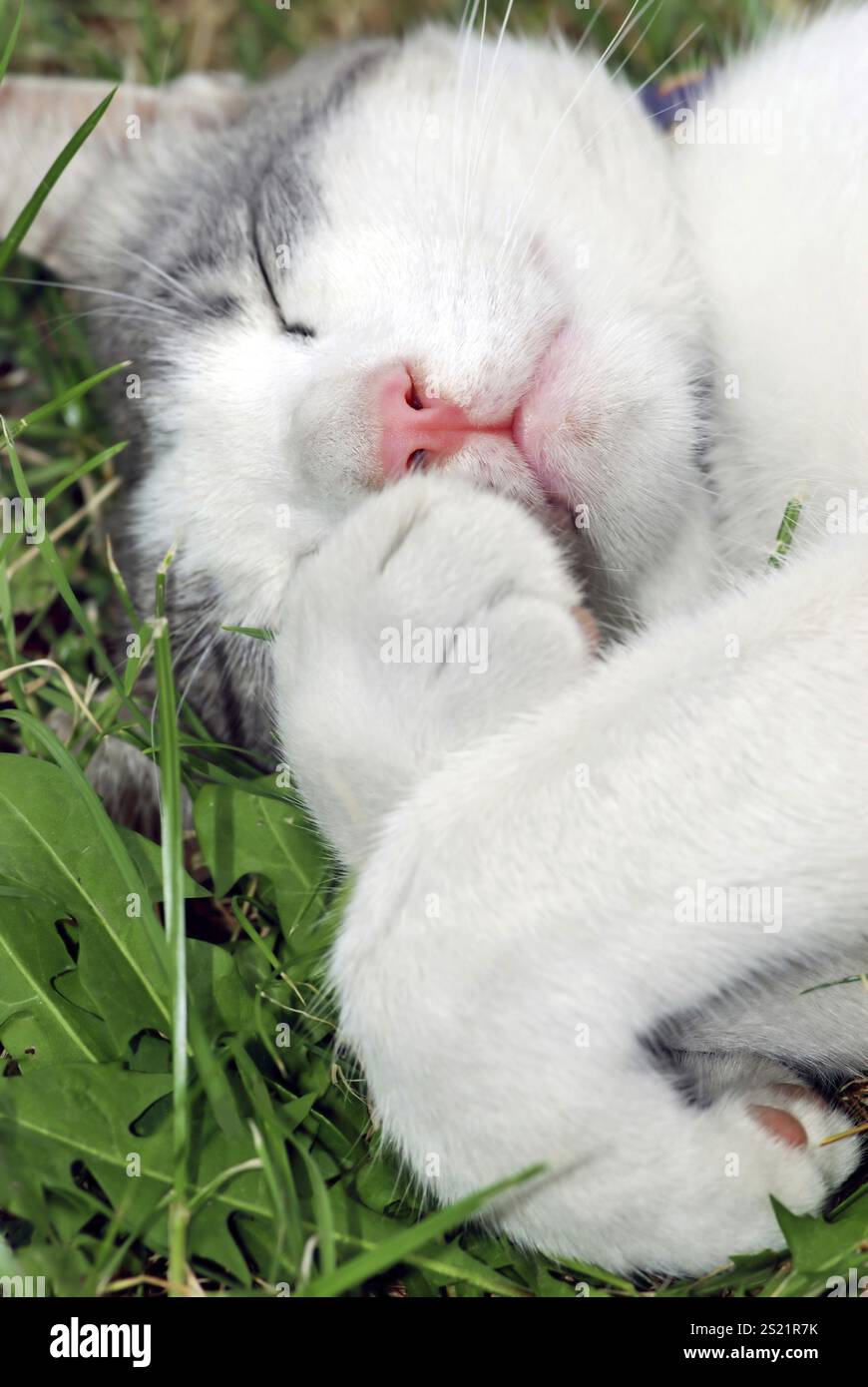 White cat with pink nose slipping in grass portrait Stock Photo - Alamy