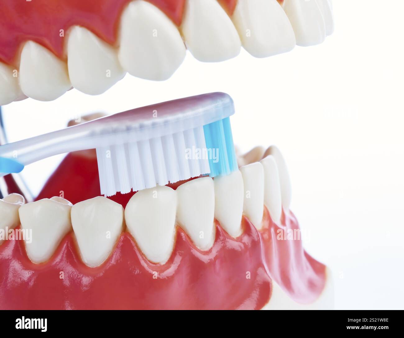 A dental model with a toothbrush while brushing teeth. Brushing your ...