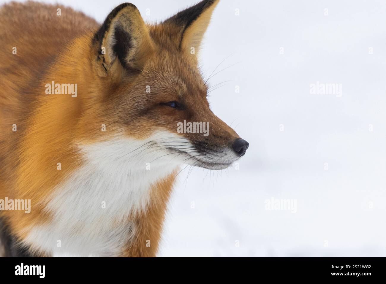 Red fox in winter Stock Photo - Alamy