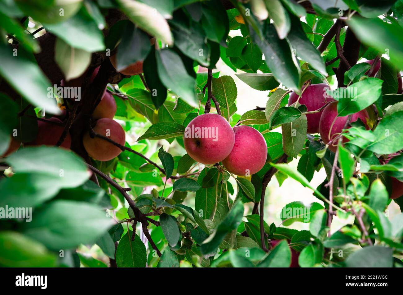 Red juicy apples on tree hi-res stock photography and images - Alamy