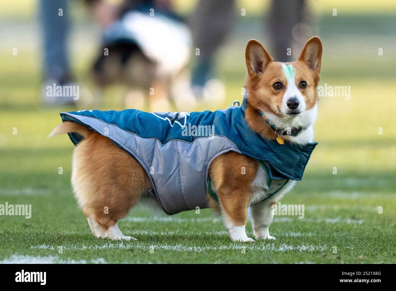 Millie, the corgi, not sure where to go during the Corgi Race at ...