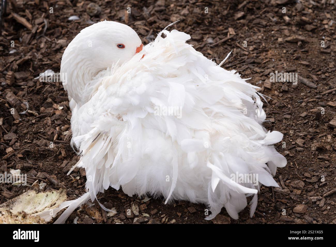 A Sebastopol goose cleaning it's feathers Stock Photo - Alamy