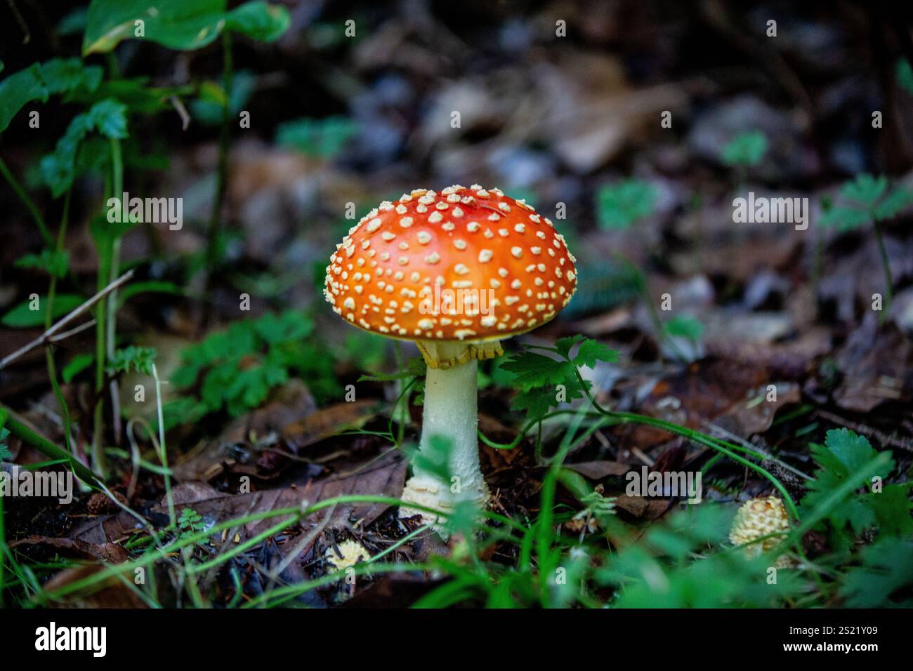 A striking image of the classic red-capped Fly Agaric mushroom (Amanita ...