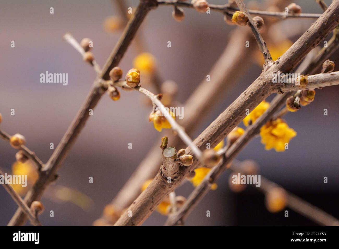 Wintersweet buds hi-res stock photography and images - Alamy