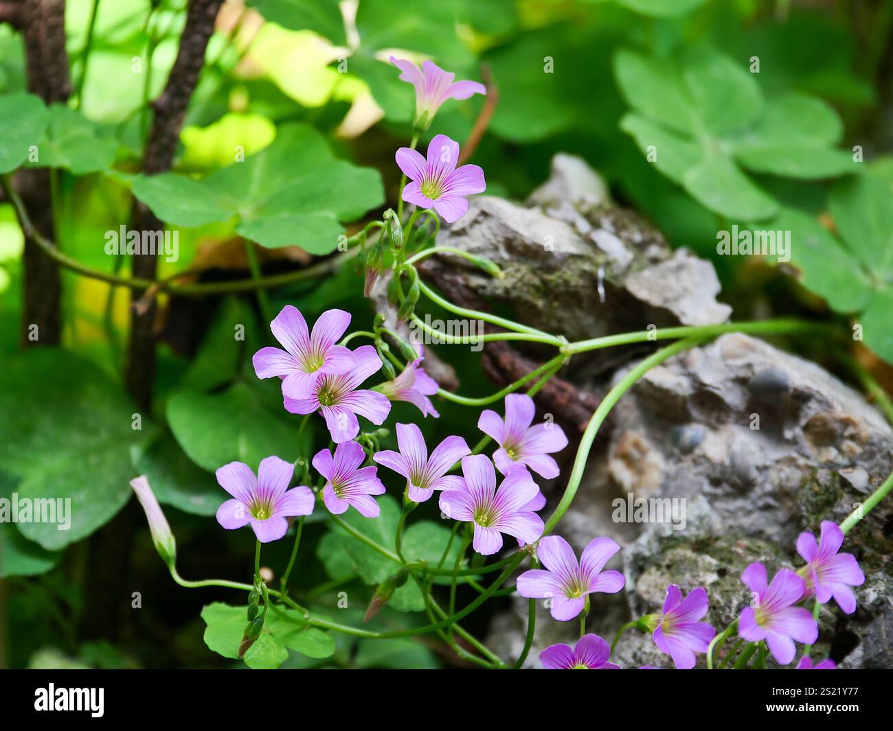 Blooming beautiful small flowers (Oxalis corymbosa Stock Photo - Alamy