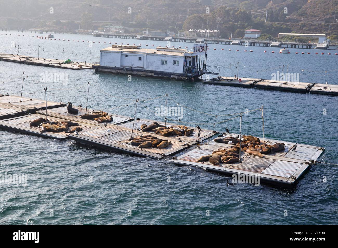 San Diego, California, USA. 21st Dec, 2024. A group of California sea ...