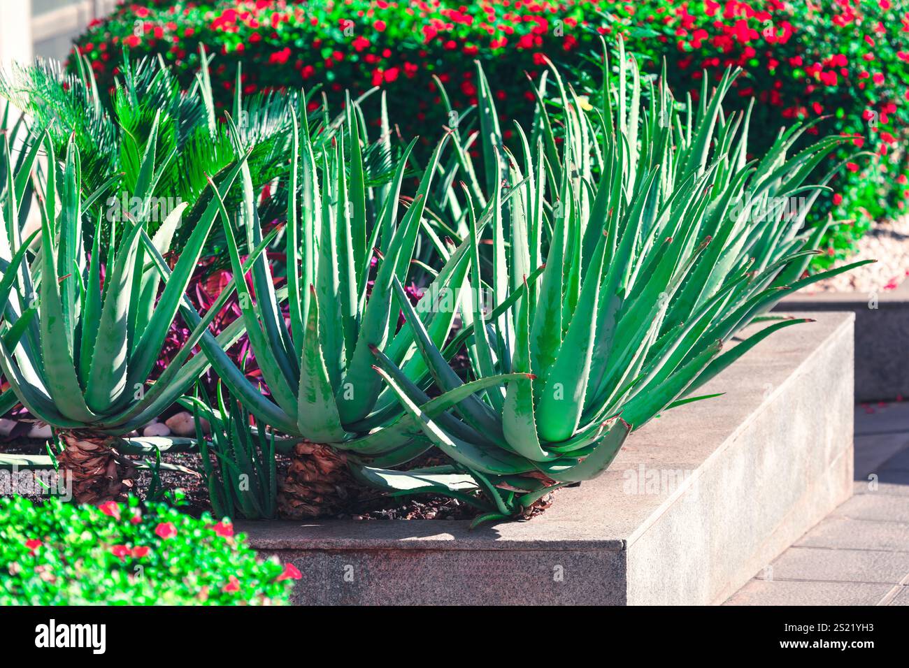 Garden bed with Aloe Vera plants surrounded by green foliage and red ...