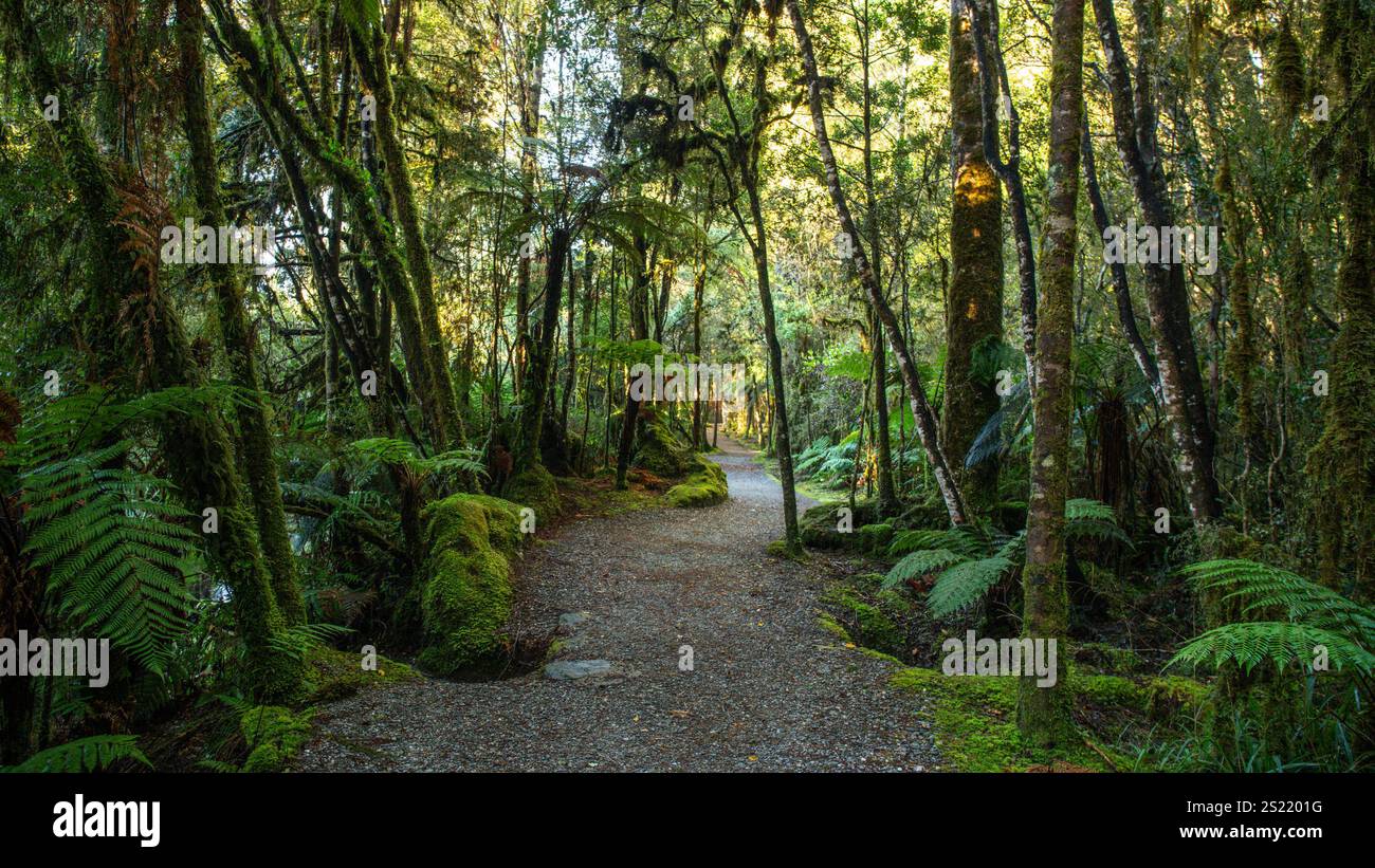 Hiking through lush native bush pedestrian footpath around the lakeside ...