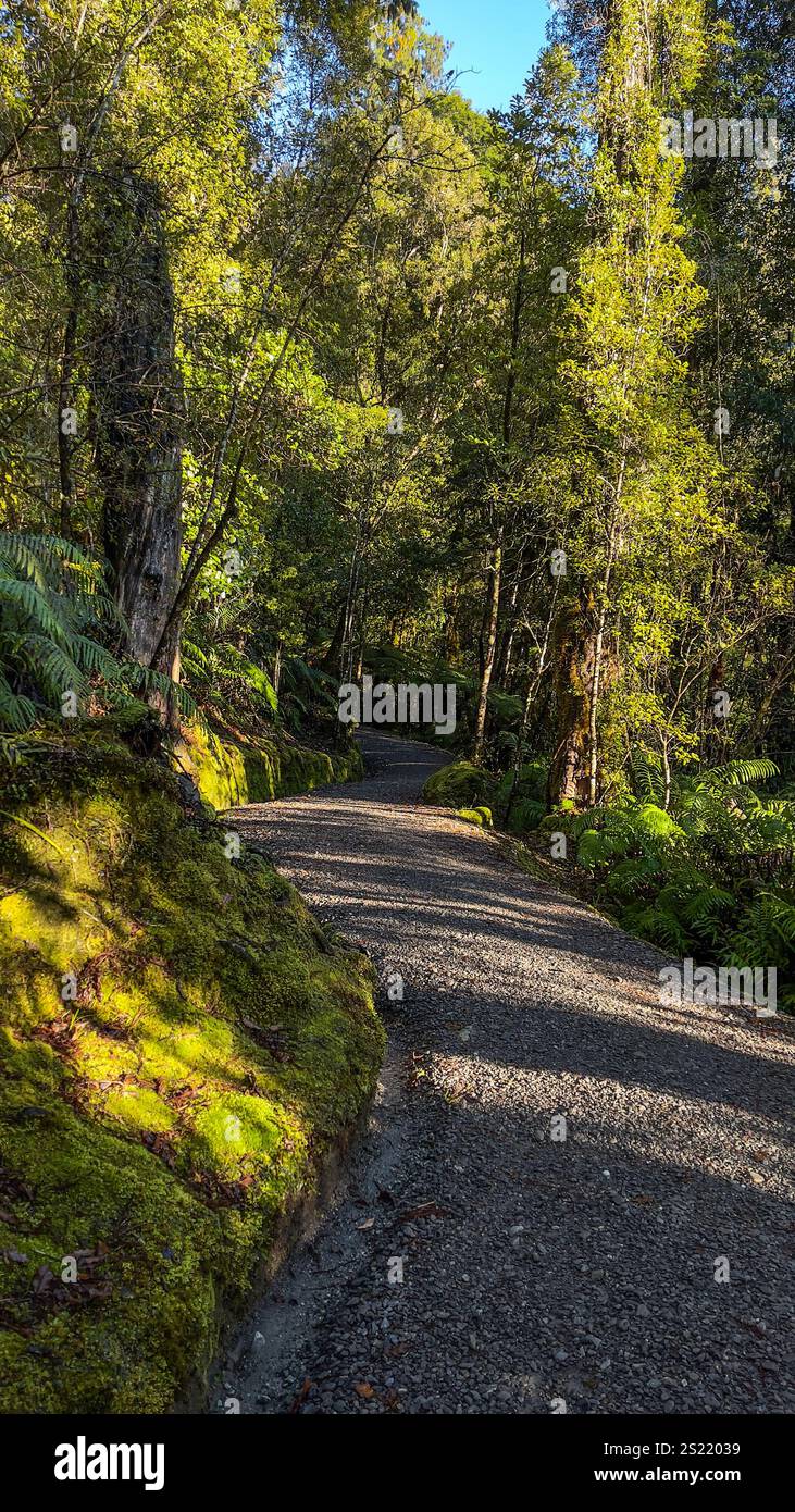 Hiking through lush native bush pedestrian footpath around the lakeside ...