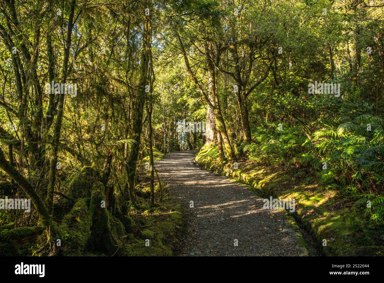 Hiking through lush native bush pedestrian footpath around the lakeside ...