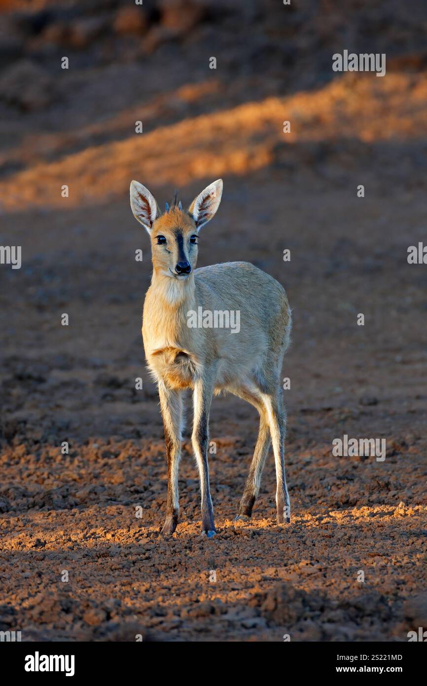 A common duiker antelope (Sylvicapra grimmia) in natural habitat ...