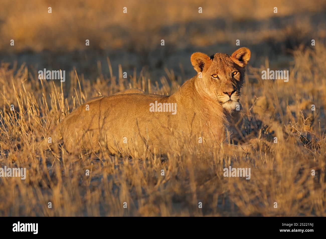 A young African lion (Panthera leo) in early morning light, Kalahari ...