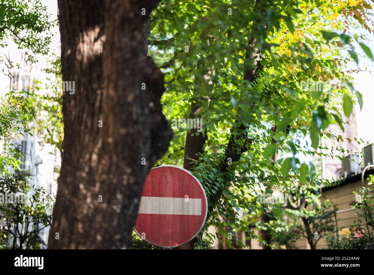No entry sign obscured by tree in sunlight Stock Photo - Alamy
