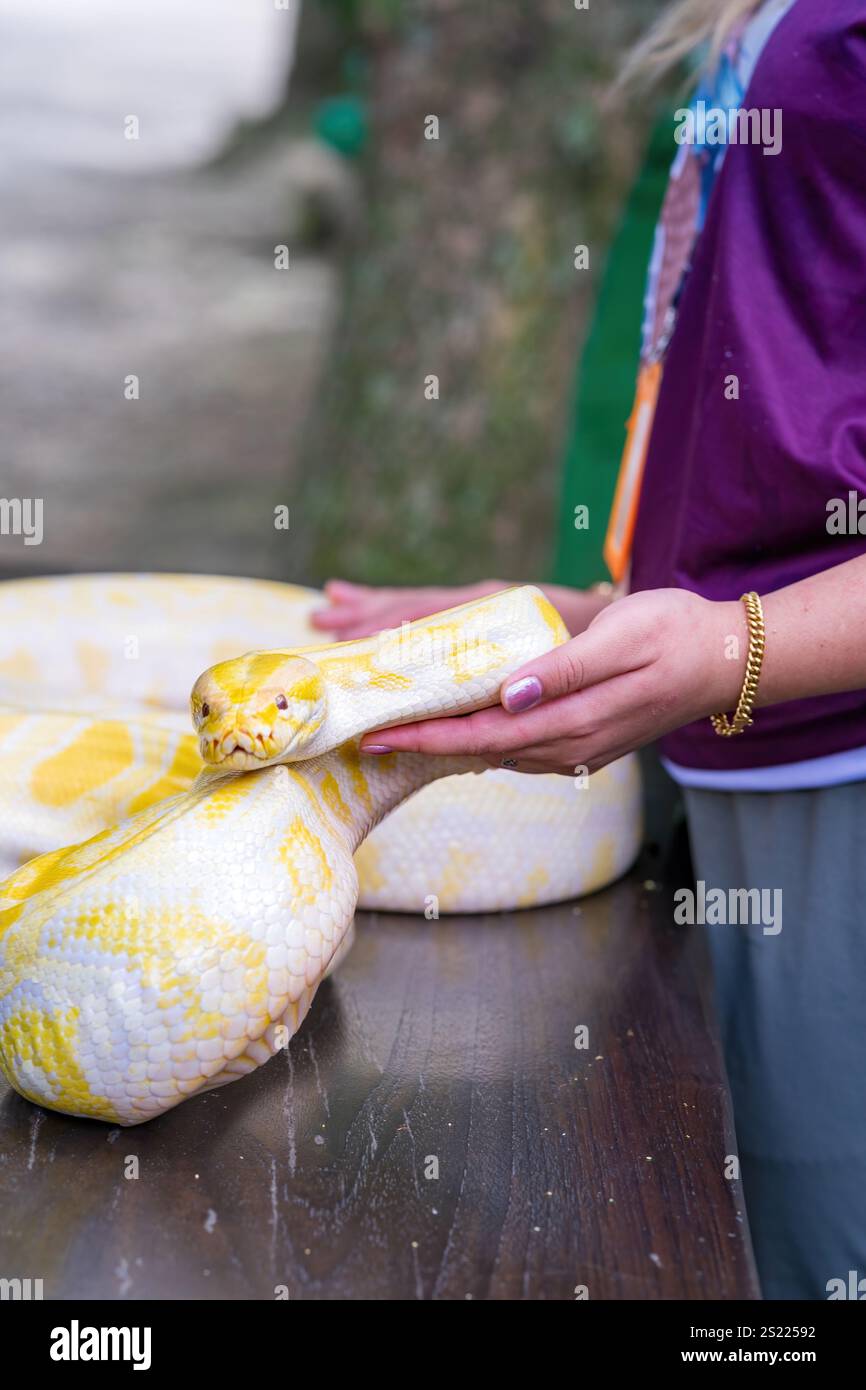 Phyton snake is one of the albino snakes which is yellow and white ...