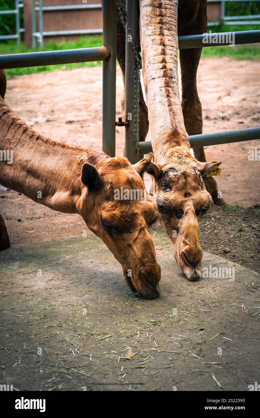 Long neck camel in the barn trying to eat something on the floor Stock ...