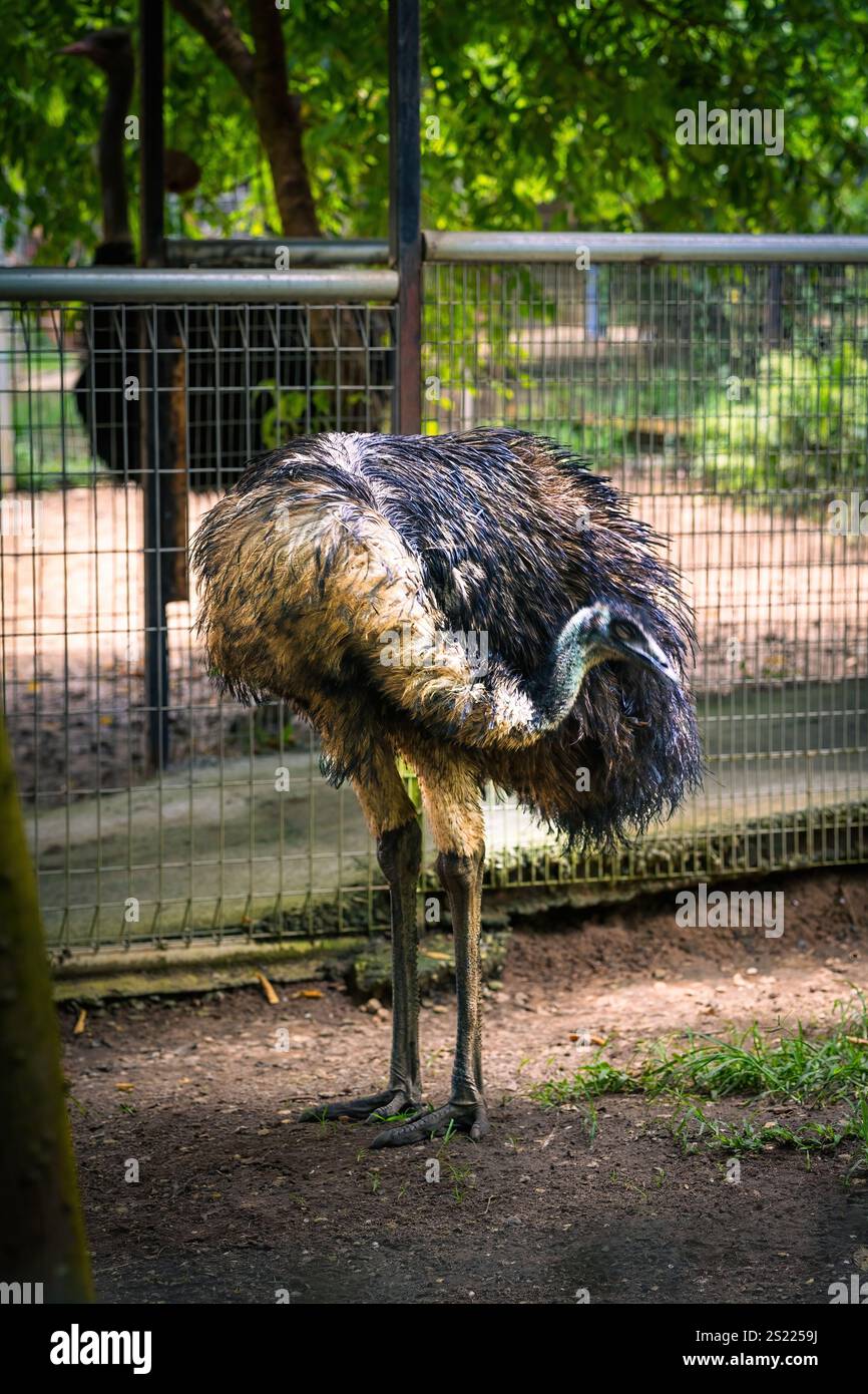 big emu standing iniside the fenced area in mini zoo Stock Photo - Alamy