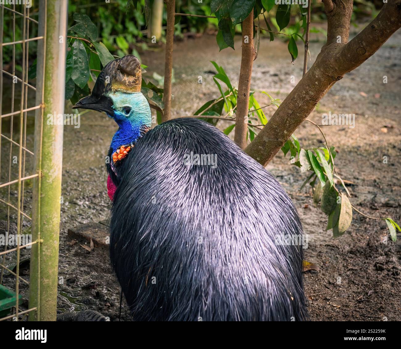 indian peafowl, peacock, peahen bird breed walking on the ground Stock ...