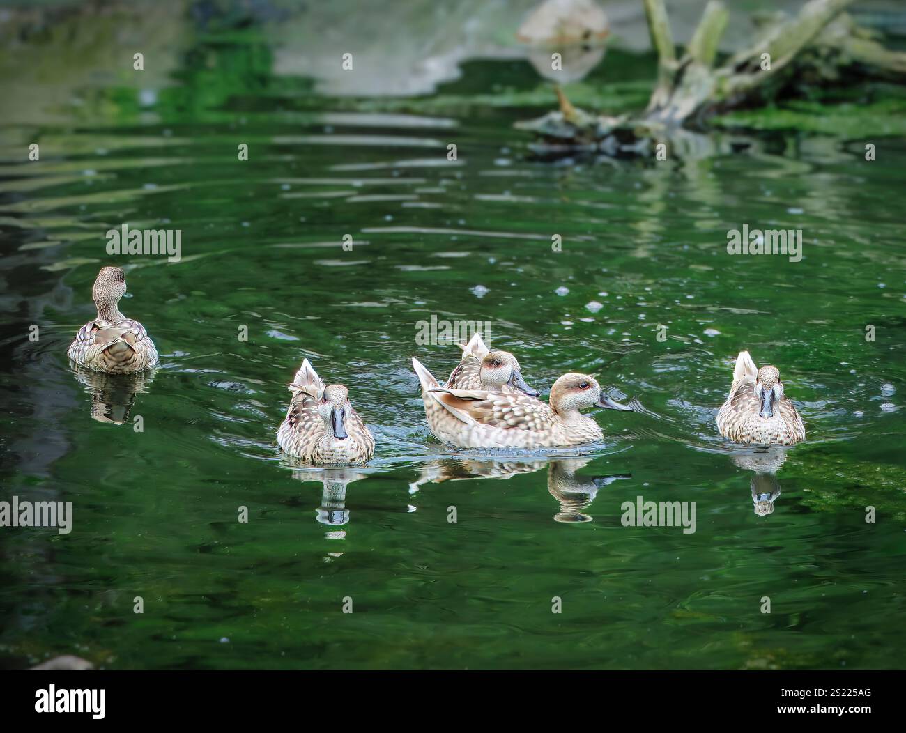 A group of ducks are swimming in a pond. The water is green and the ...