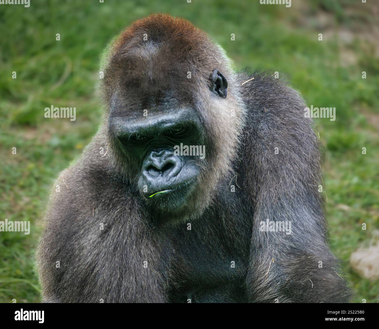 A gorilla is eating grass in a zoo. The gorilla has a big head and a ...