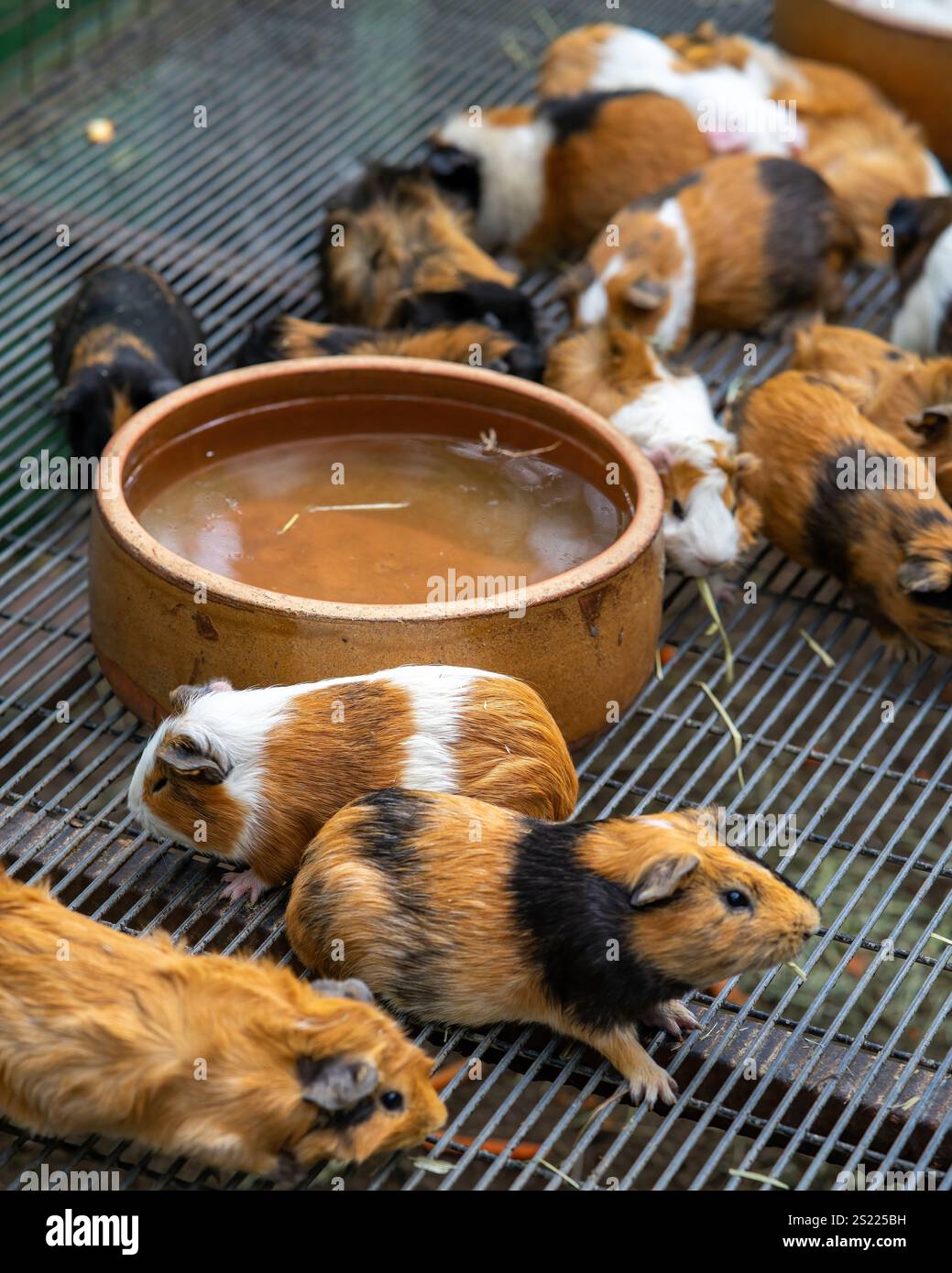 Baby hamsters hi-res stock photography and images - Alamy