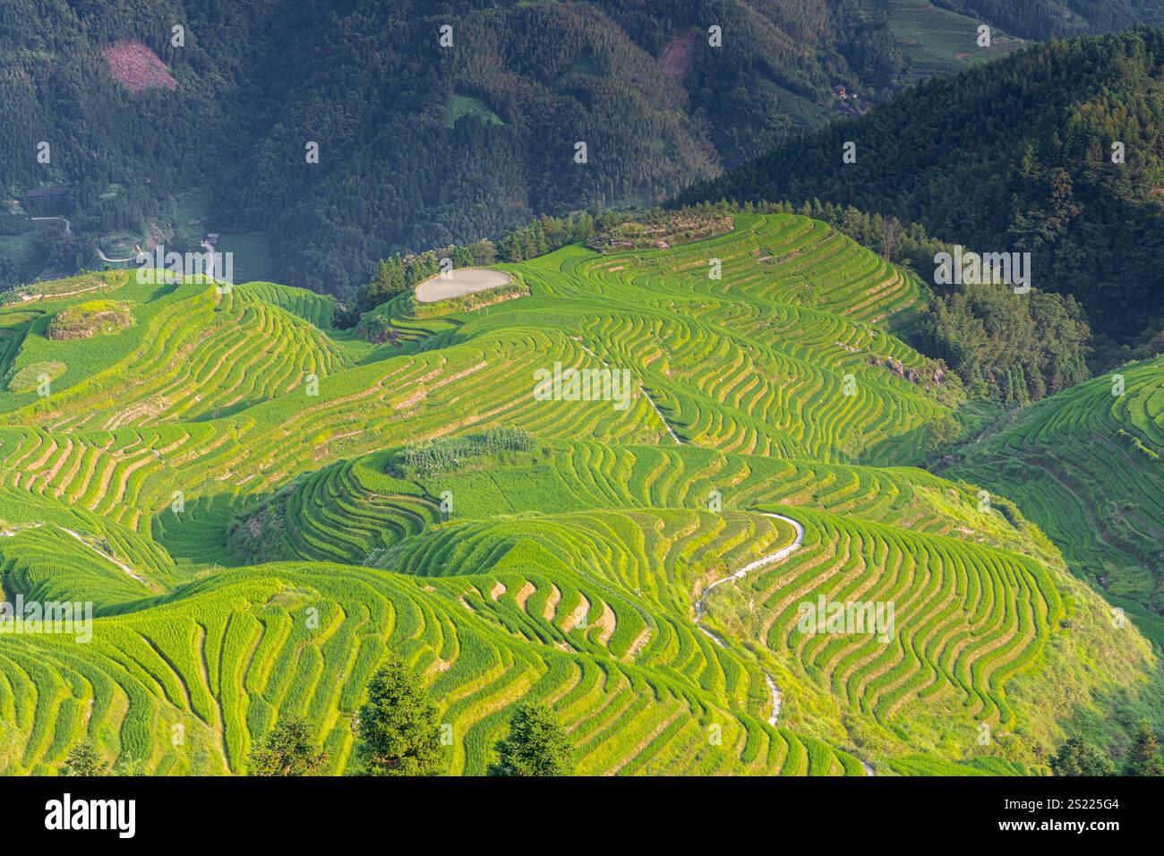 The Longsheng Rice Terraces (Dragon's Backbone) also known as Longji ...