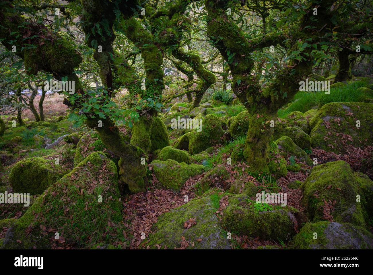 Dartmoor Forest is a primeval forest worth preserving is one of Britain ...